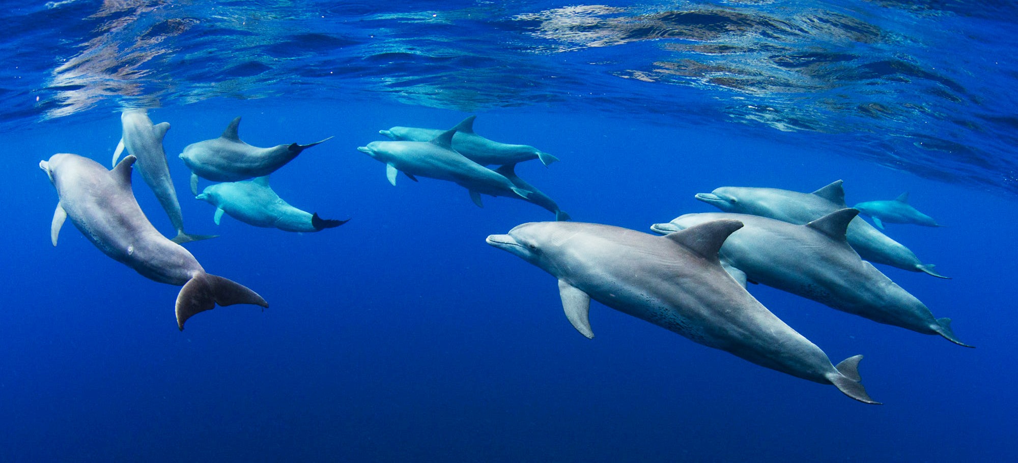 Dolphin House Marsa Alam | Swim with Dolphins