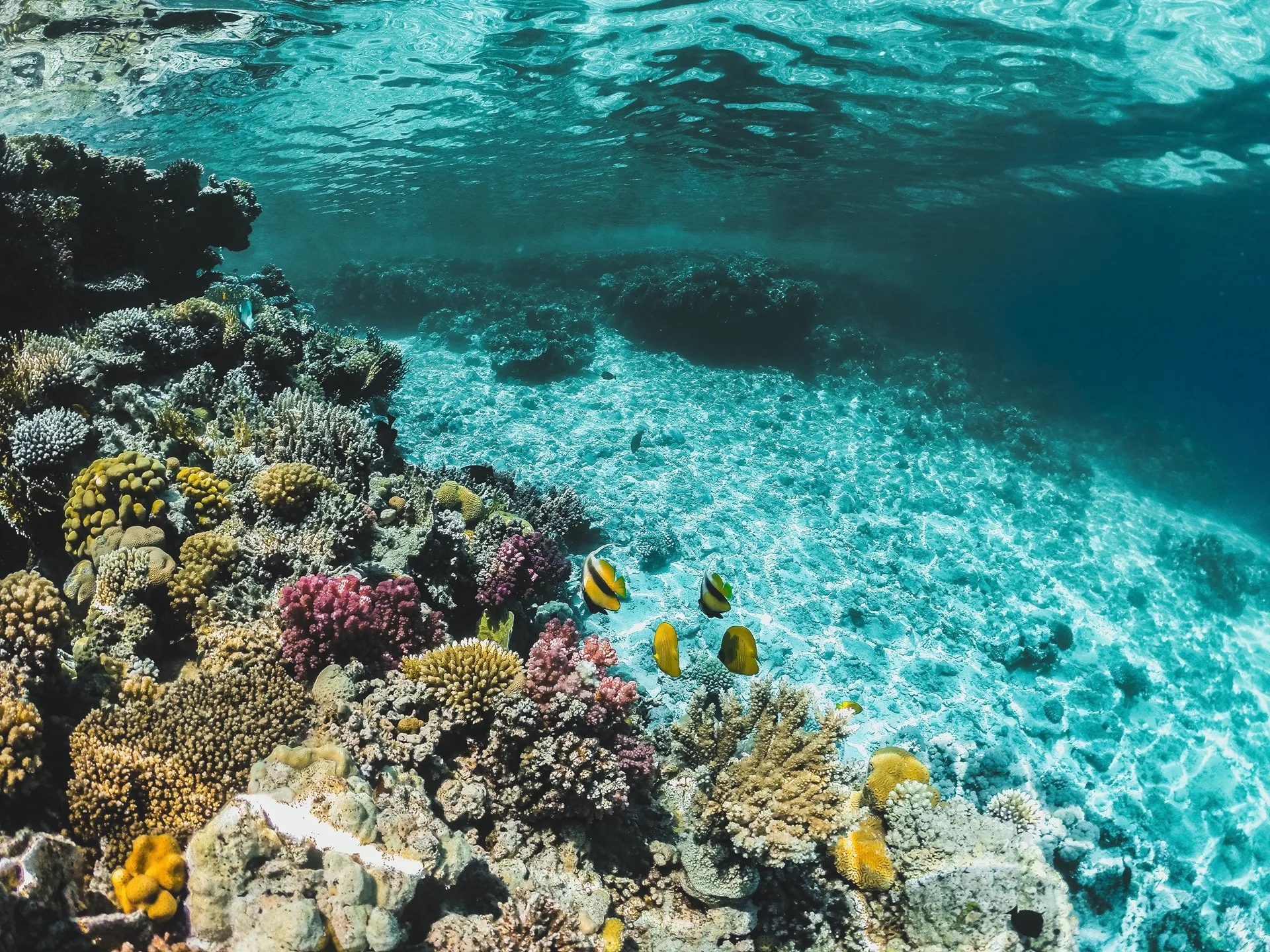Snorkeling Sharm El Sheikh – Guide to the Best Reefs