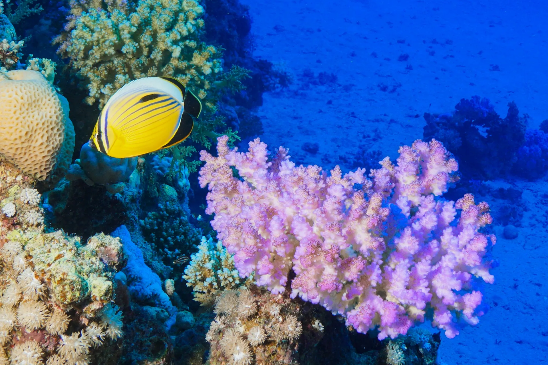 Marsa Alam Guide 2026: Things to Do, Diving, Beaches & Tours
