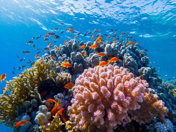 Giftun Island Guide 2026 | Hurghada Marine Paradise — Tours from €15